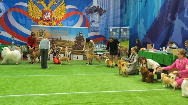 Бест юниоров 
Выставка собак ЧРКФ «ВЕСЕННИЕ ВСТРЕЧИ» 
ПЦ " СЕВЕРНАЯ ИМПЕРИЯ "👍