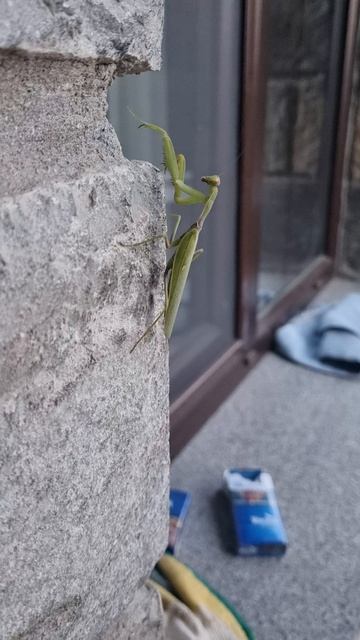 2022_09_17 Ялта богомол