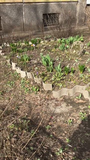 Санкт-Петербург. 31.03.2026. Проспект Энгельса. Первоцветы на газонах у дома. Эпизод 9