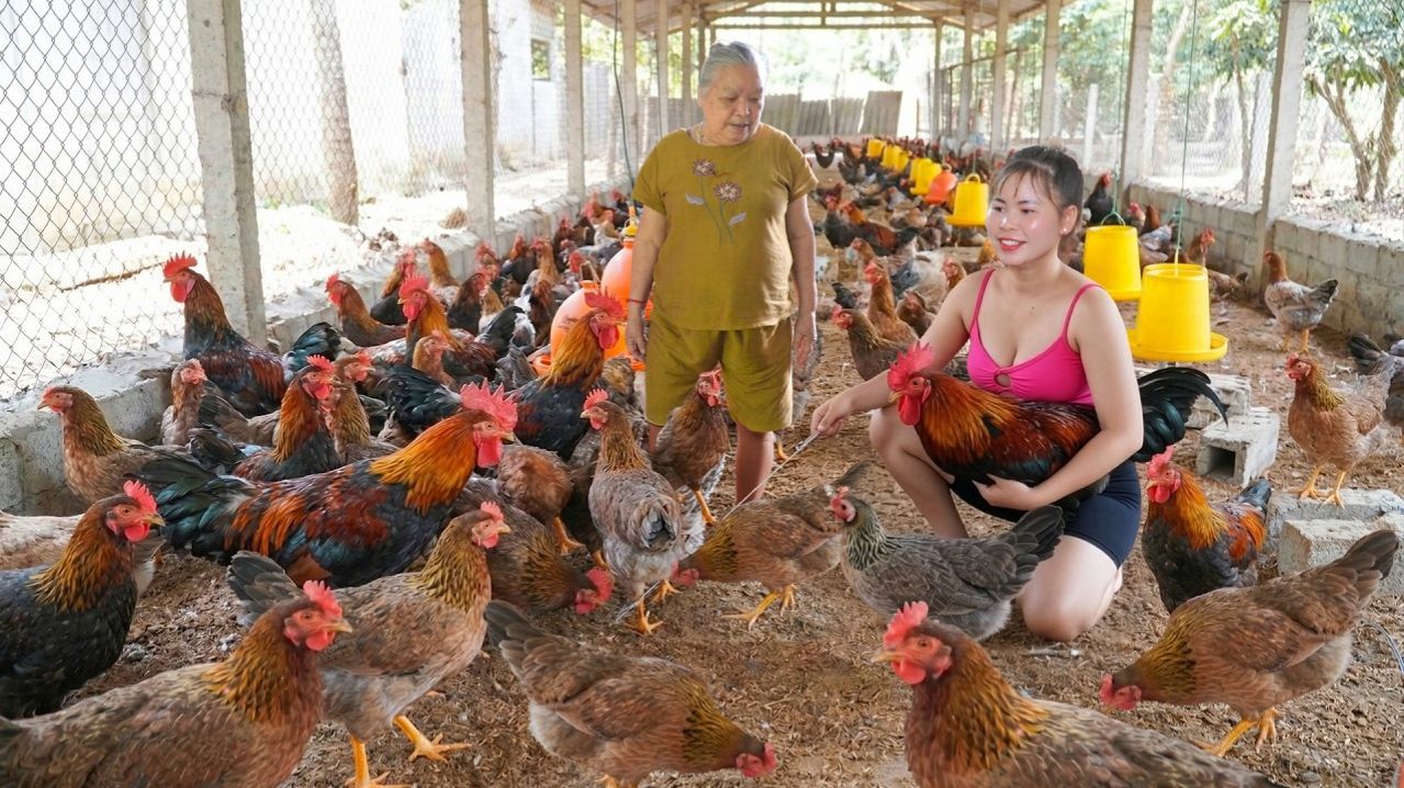 Купите много цыплят у 90-летней женщины. Использую грузовик для перевозки  на продажу.