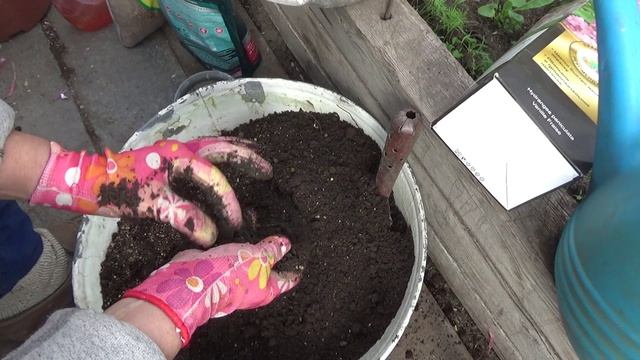 2317. ВПЛ.Посадите гортензию в горшок ПРАВИЛЬНО на передержку.