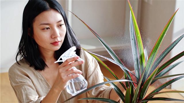 драцена маргината