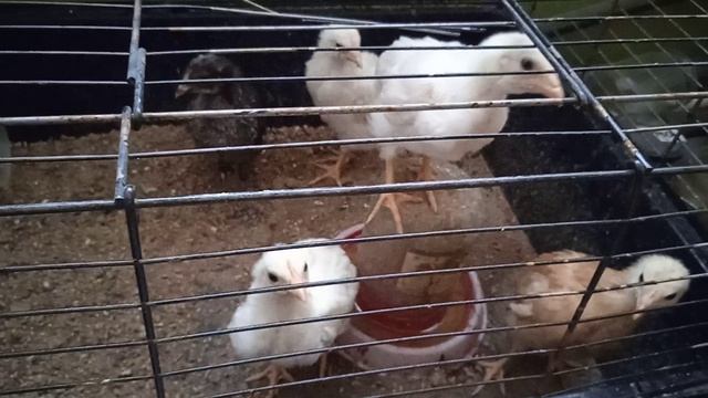 Цыплята подросли