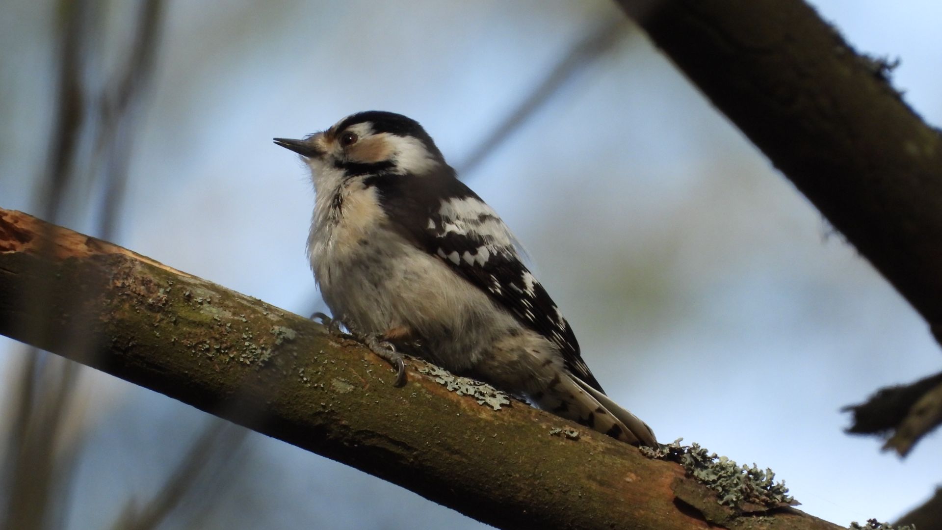 Птицы, Малый Пёстрый Дятел, самка,  Новгородская область, Перынский Скит, 31 марта 2026