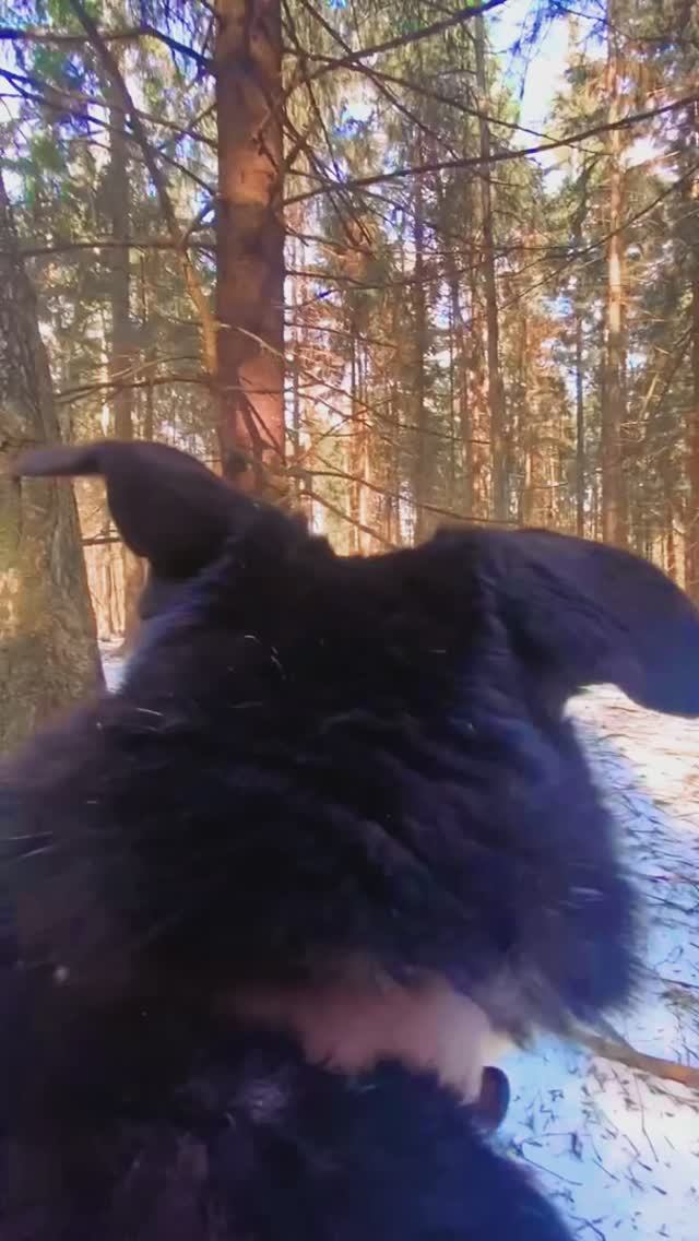 "Найти тропинку в апрель" ❥ Приют в Малинках #приютдляживотных