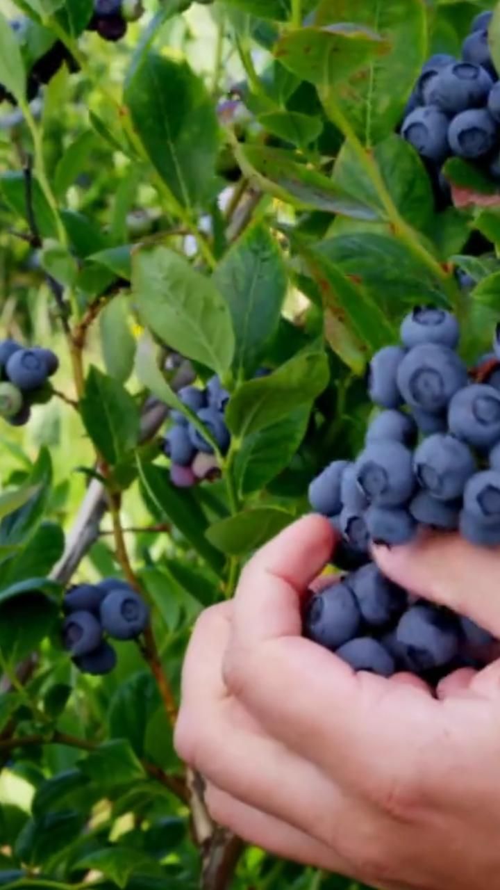 Голубика Ростов-на-Дону. Саженцы от Маленькие Сады