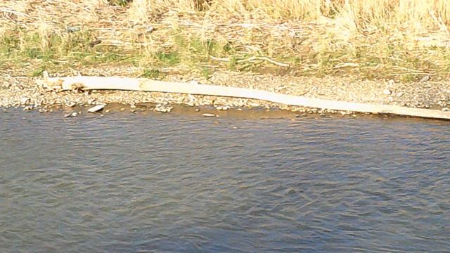 DSCF0007 Набережная река Кубань пос.Рождественка г.Невинномысск