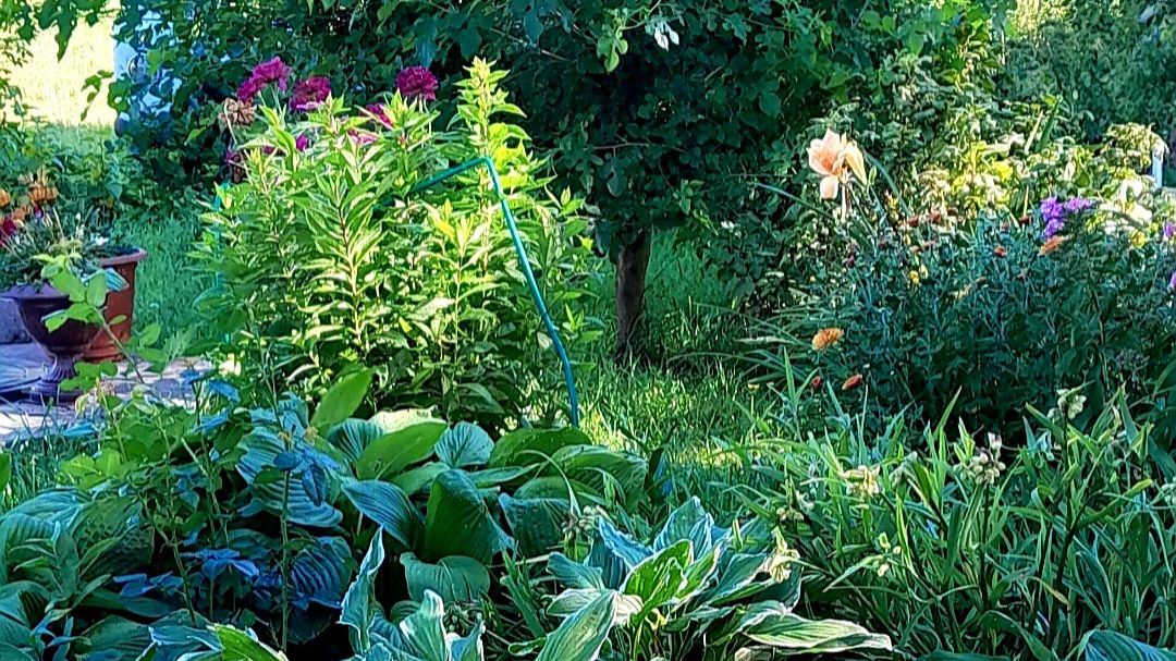 В МОЁМ  САДУ🤗 ДУША ОТДЫХАЕТ ♥️