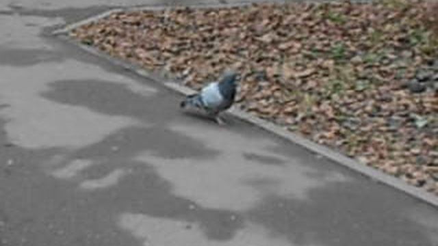 Голубь бежит по дорожке. Архив 20 декабря 2025. DSCN7183