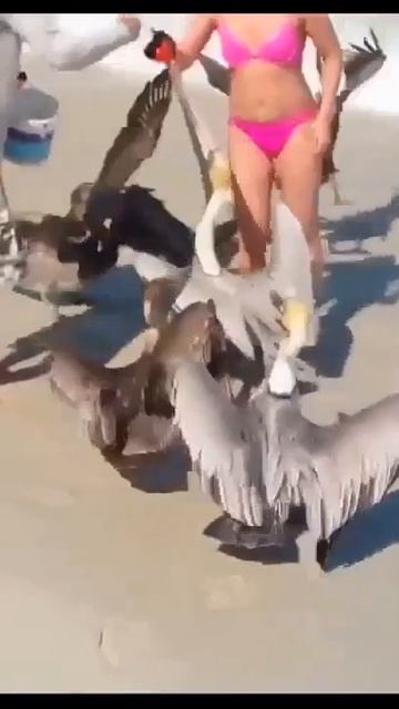 Как надо кормить пеликанов