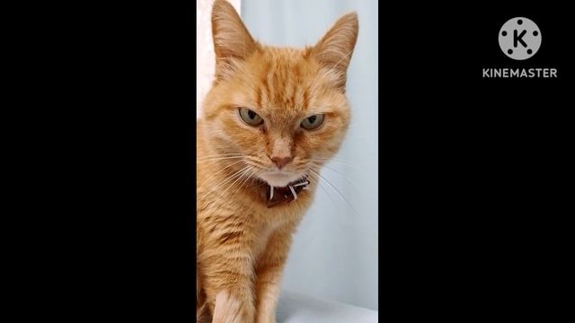 Усатый нянь!