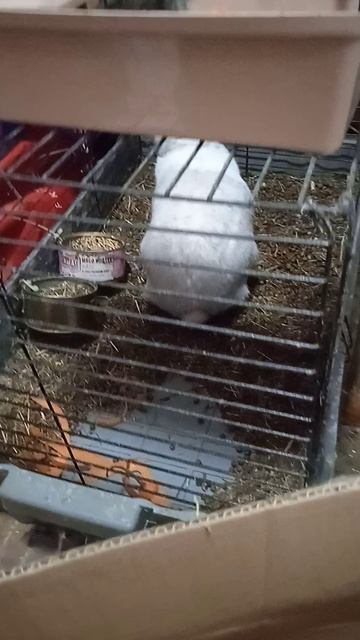 Хомячки и кролики кушают морковку