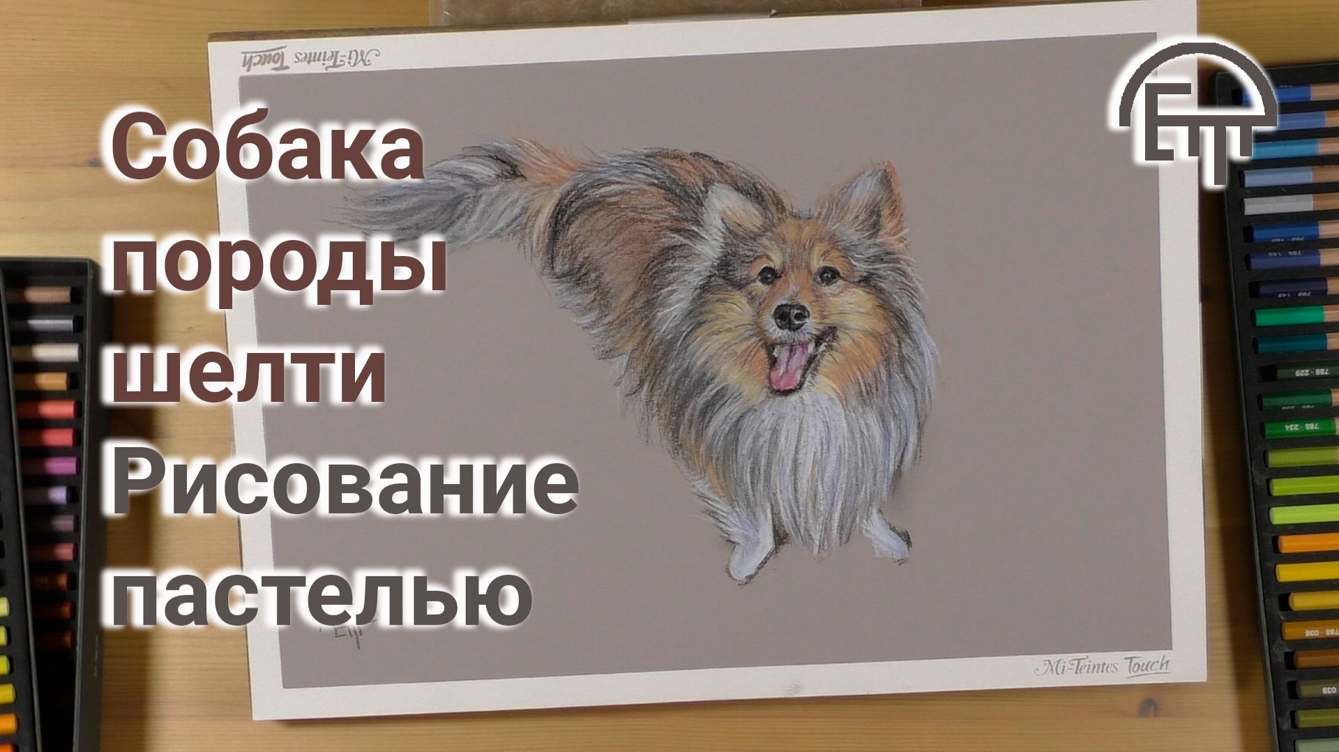 Собака породы шелти. Рисование пастелью