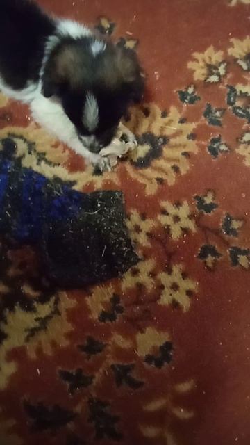 Щенок Макс грызет косточку