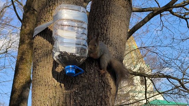 Белка и кормушка. Забавная белочка. Март 2026