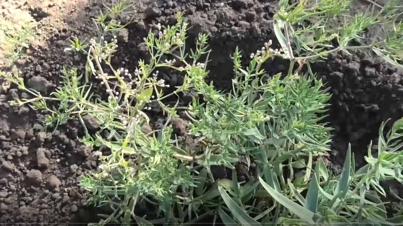 Удачные всходы гипсофилы