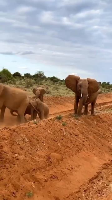 Саванные слоны в Кении 🐘