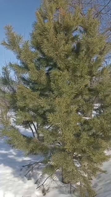 Ласковый, мартовский ветерок.