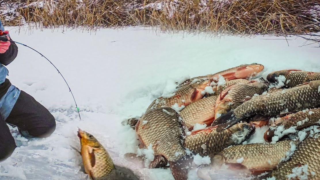 Лучшая Сибирская Рыбалка 2026 Курминский залив. Самая Лучшая Рыбалка 2026. Русская Рыбалка Онлайн