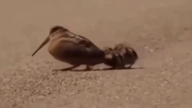 Необычная техника по добыче червей