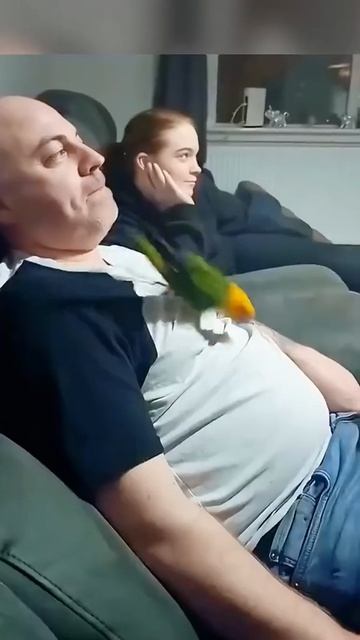 Попугаи‑проказники: уморительные выходки пернатых хулиганов! 😂🦜
