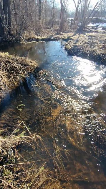 Живые картины русской природы 17