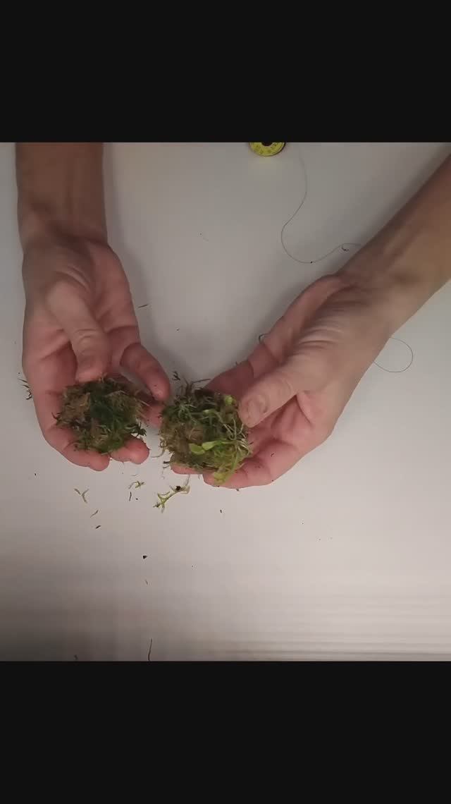 🌱✨ Кокедама-феникс — история маленького чуда