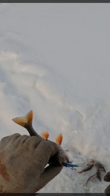 Окунь на балансир! Рыбалка в марте 2026! Видос уже на канале!