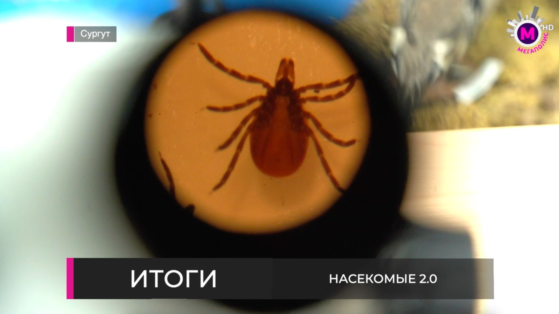 Насекомые 2.0 - Югра