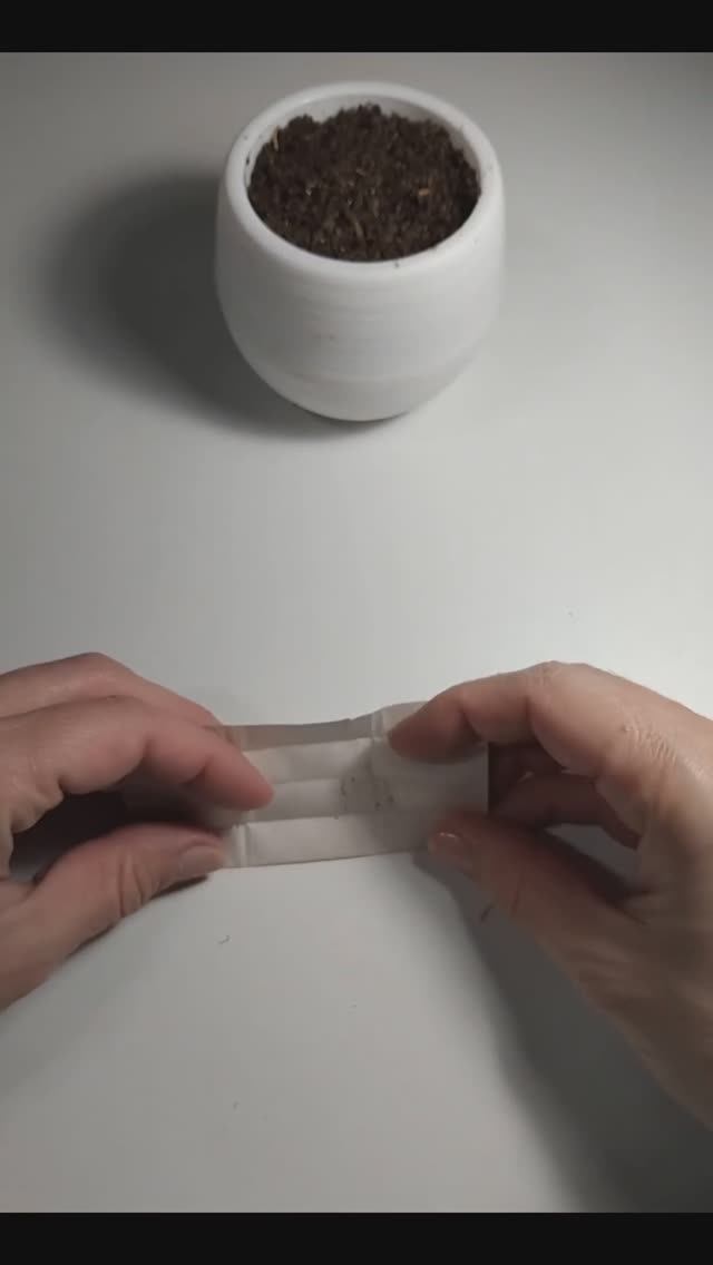 Эксперимент 2.1: сеем росянку бината мультифида! 🌱✨