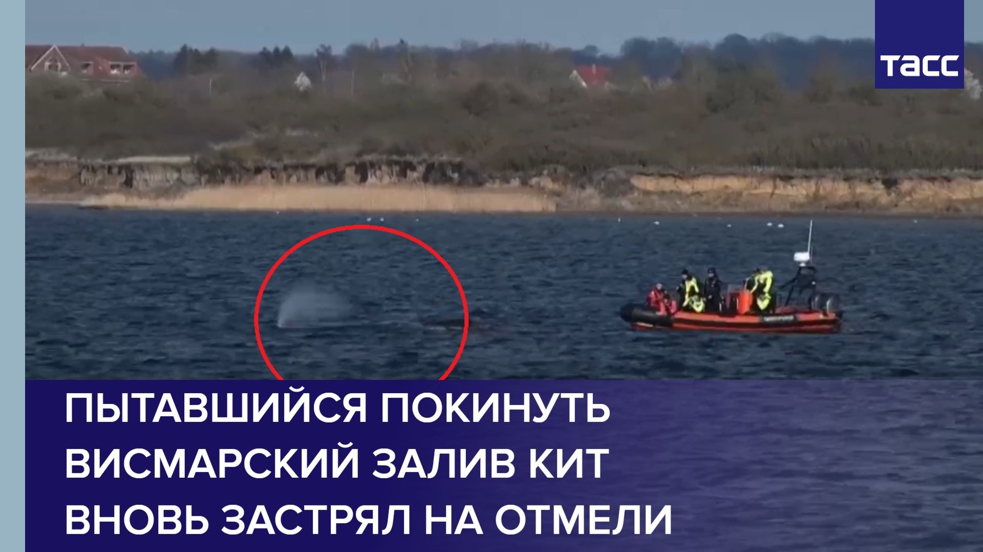 Пытавшийся покинуть Висмарский залив кит вновь застрял на отмели