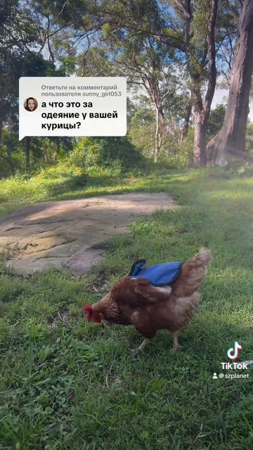 почему мои курицы в обмундировании расхаживают 🙈😜👌