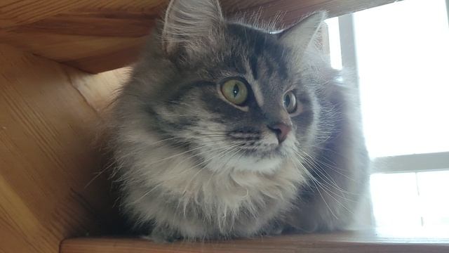 Кошка Забава передает всем привет!