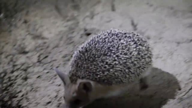 Пупсики-почему животные кажутся милыми!  Всё как у зверей!