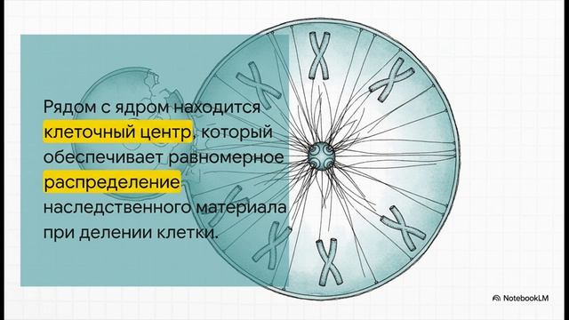 Биология 8 класс параграф 3 Животная клетка краткий пересказ
