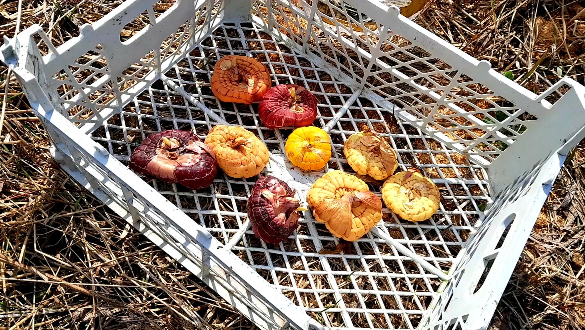 КУПИЛА ЛУКОВИЦЫ ГЛАДИОЛУСОВ 🏵 31 марта 2026 год(второй мой выходной)