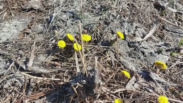 Март, расцвела мать-и-мачеха! Жизнь в деревне, лекарственные травы