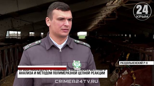 Как следят за здоровьем крупного рогатого скота в Крыму?