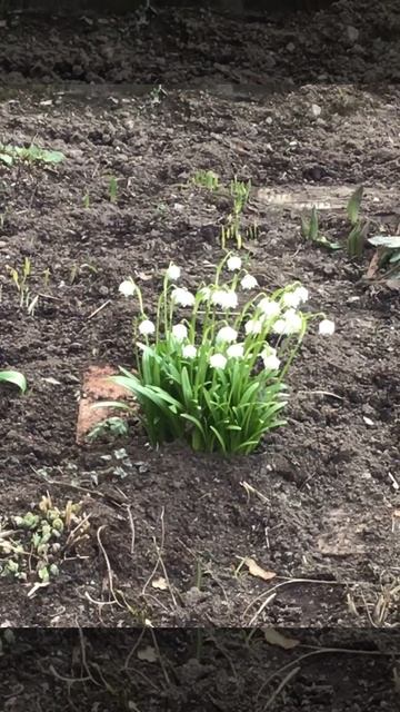 Санкт-Петербург. 31.03.2026. Проспект Энгельса. Первоцветы на газонах у дома. Эпизод 1