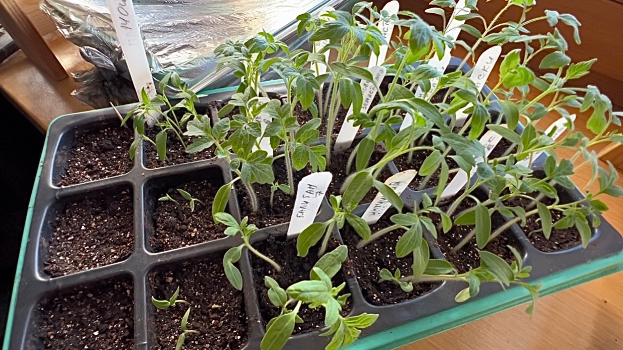 29 марта. СВОДКИ С ПОДОКОННИКА. РАССАДА 🌱