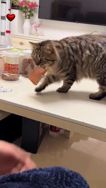 Мурзик, подай сигареты и зажигалку!😻Веселые котики. Коты хулиганы! Невероятные трюки! #смех #short