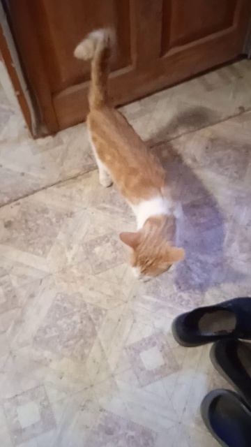 Рыжик пришел домой