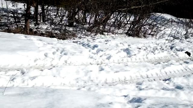 Косуля попалась на фотоловушку в Брянском лесу