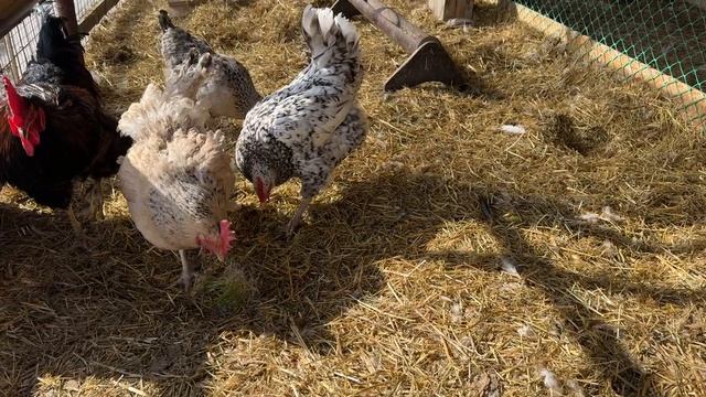 31 марта. Пророщенное зерно