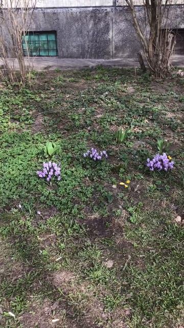Санкт-Петербург. 31.03.2026. Проспект Энгельса. Первоцветы на газонах у дома. Эпизод 5