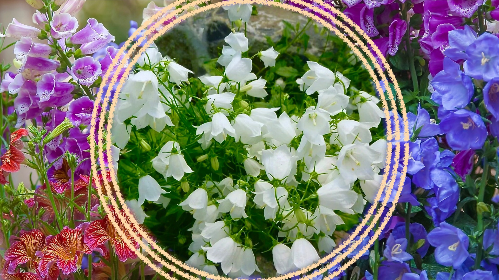 Многообразие садовых колокольчиков.