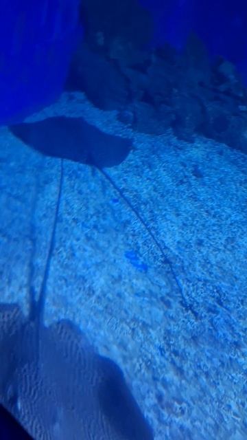 Сегодня была в океанариуме 🐬🫧🫶