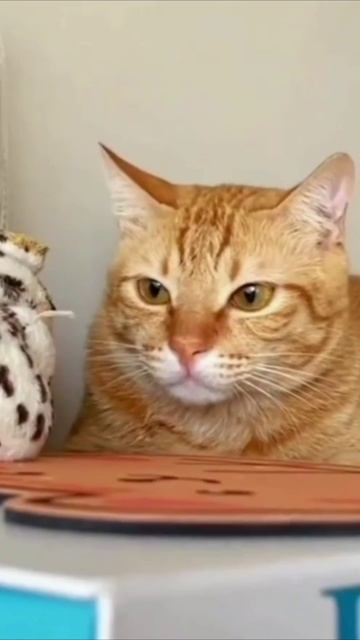 Смешные коты #116-9