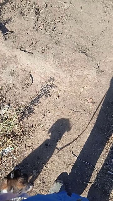 Щенок Макс гуляет