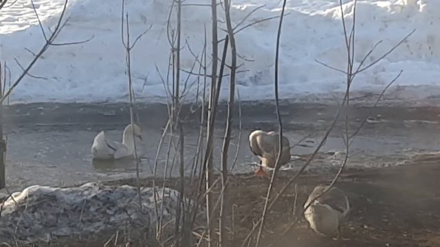 2026.03.31_07-16-08  Как гуси гуляют по дороге и купаются в лужах .